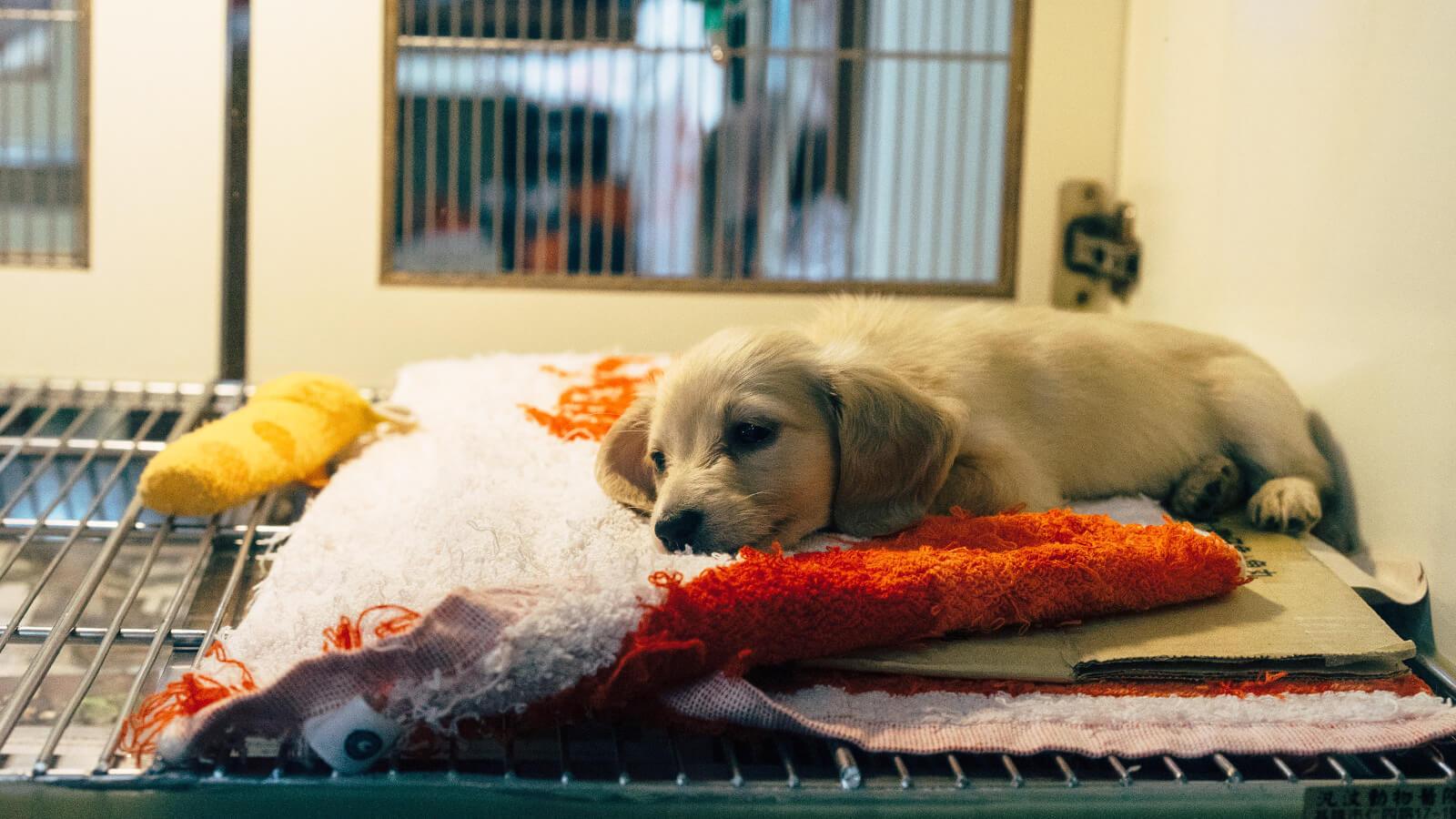 How to Spot A Fake Dog Rescue or Puppy Mill | – Open Farm - Australia