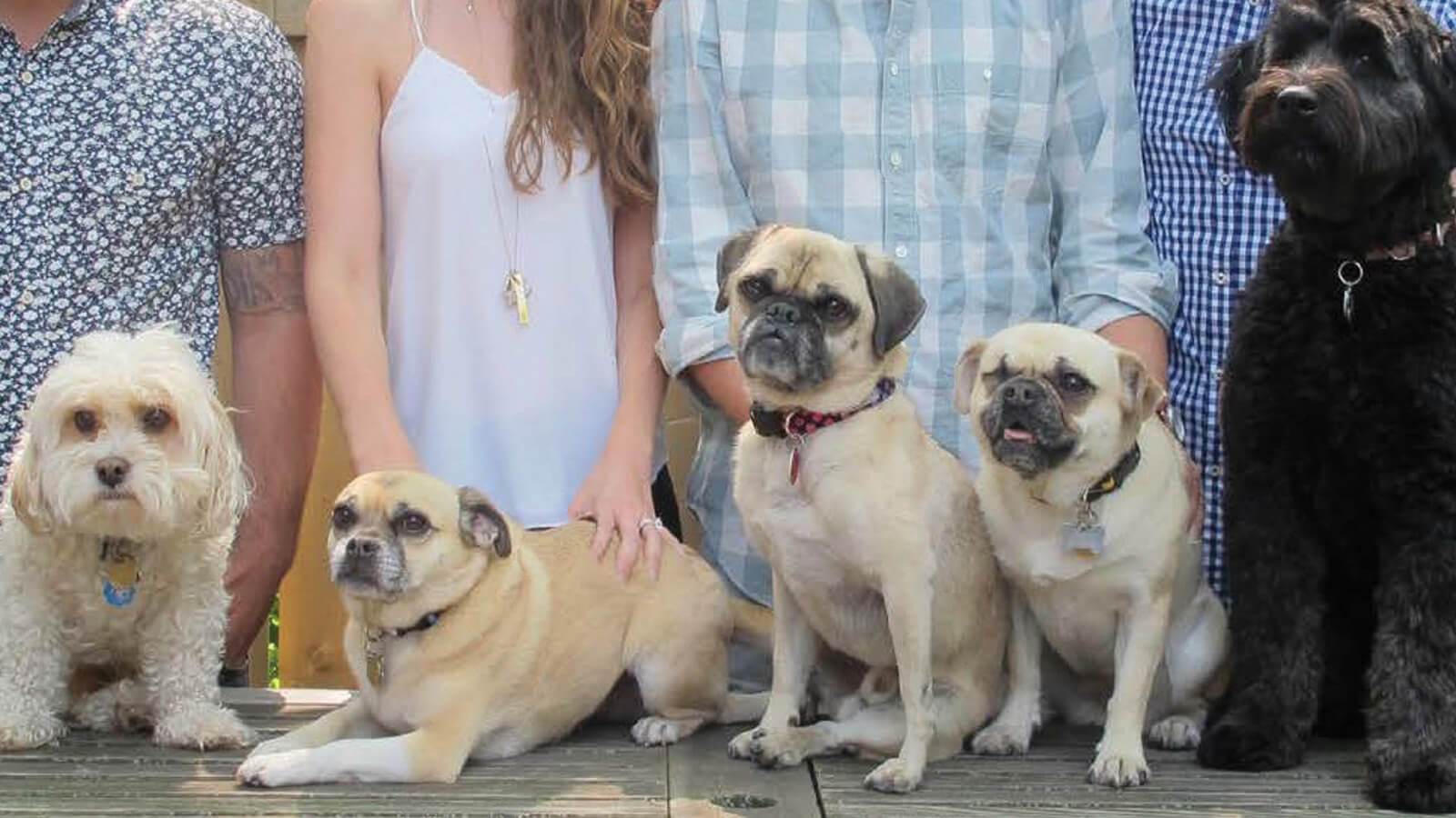 National Mutt Day: Meet Our Mutts – Open Farm - Australia